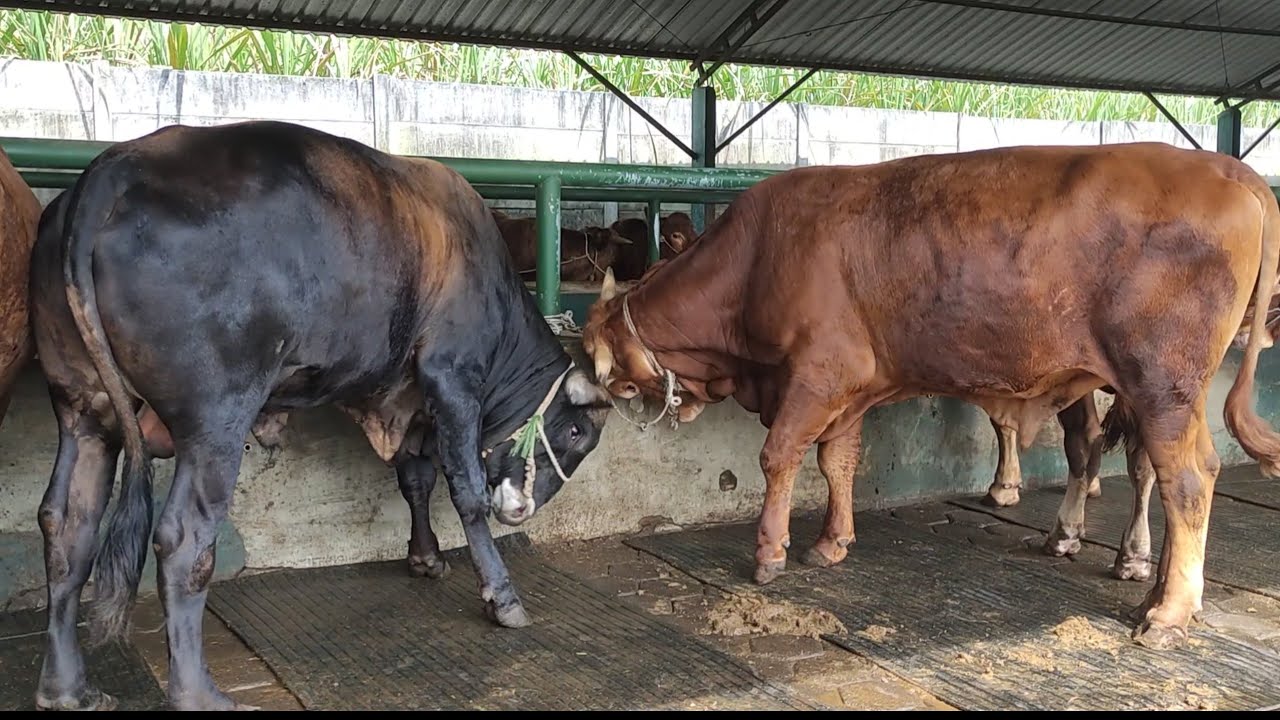 CUCI GUDANG SAPI QURBAN DI MALANG SINGOSARI‼️ - YouTube