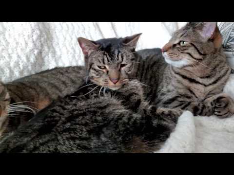 Nursing Cat Back To Health After Being Lost for a Month