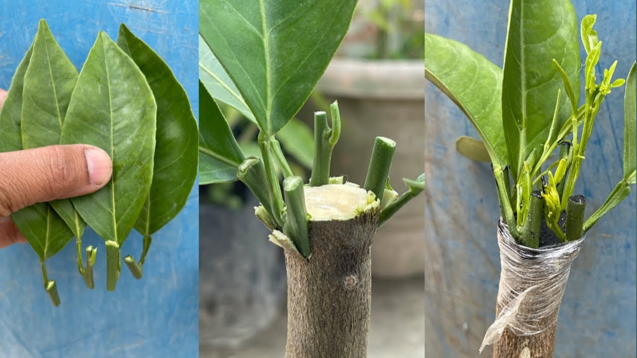 Lemon Grafting with Leaf (New Techniques) - YouTube