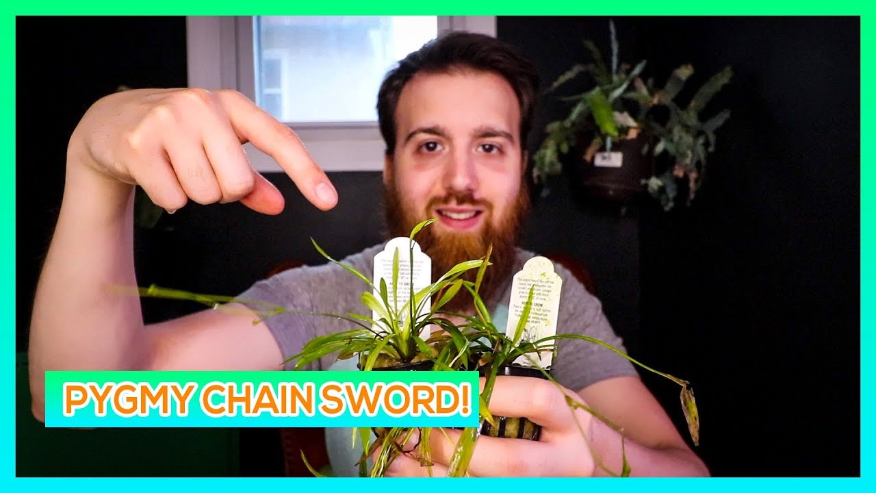 PYGMY CHAIN SWORD - CARPETING AQUARIUM PLANT GUIDE - YouTube