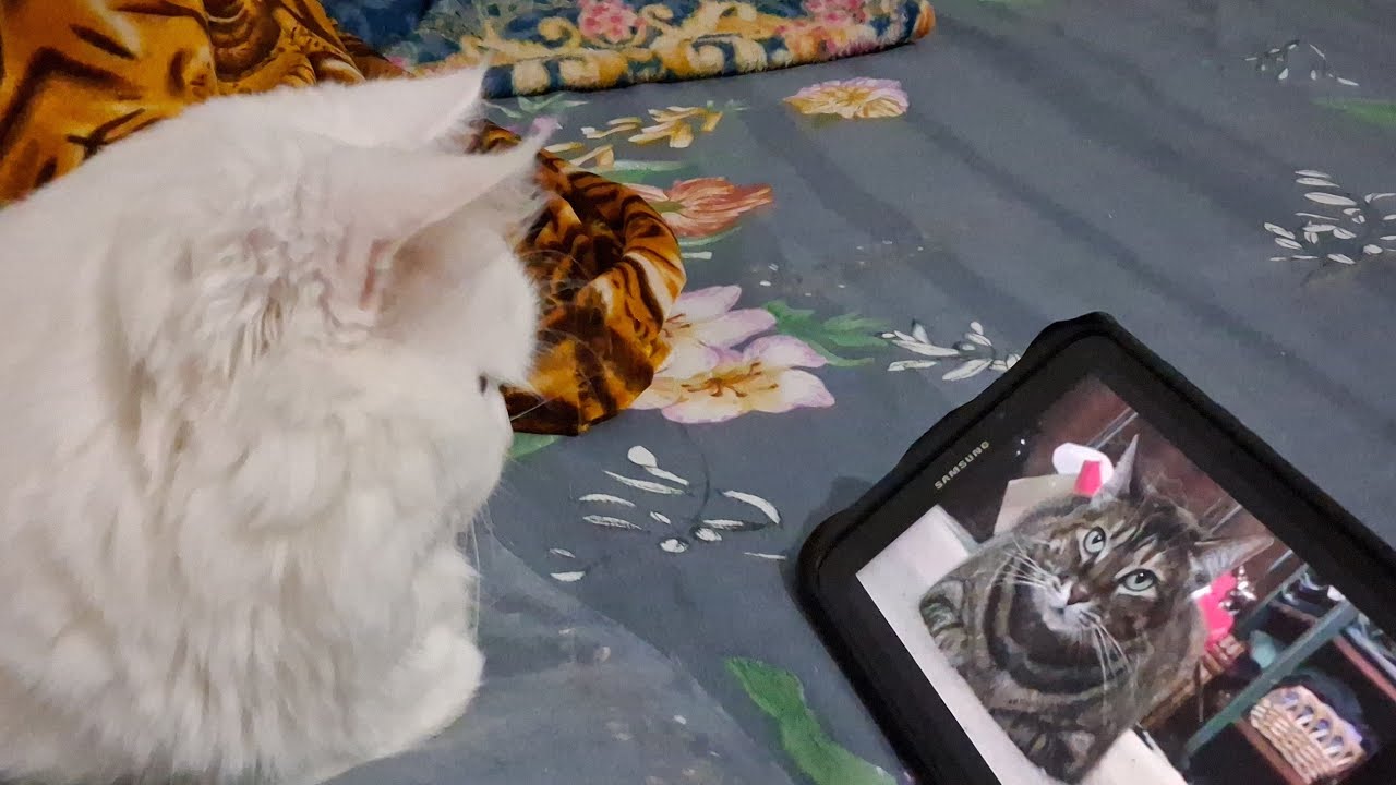 GRACE THE CAT AND HIS SWEET SISTER MAGGIE ️ #MDBC - YouTube