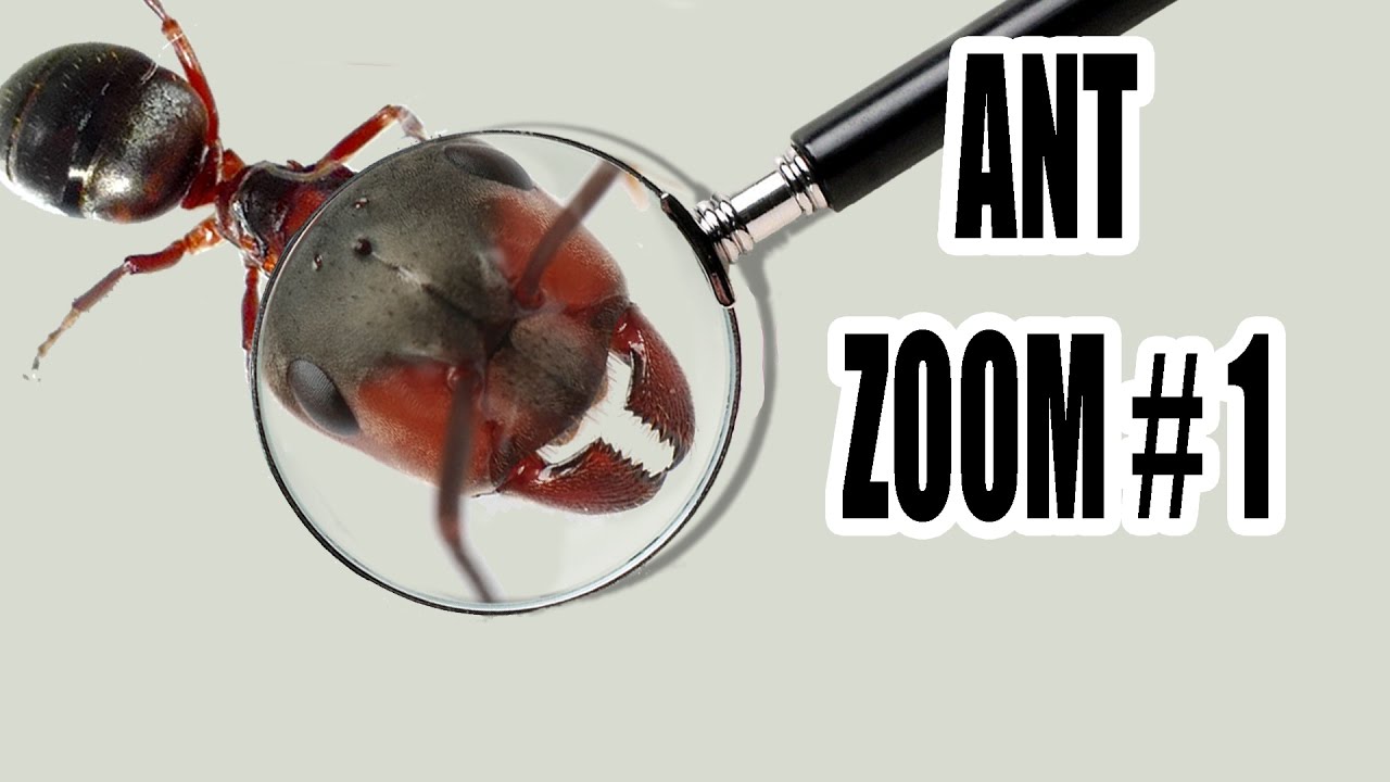 Ant Zoom #01 - YouTube