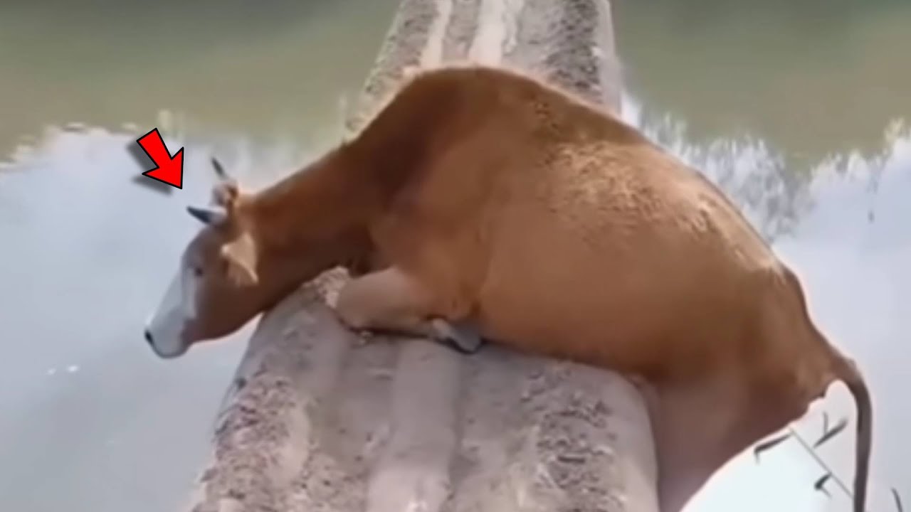 No One Wanted to Help This Cow Escape Because She Had Escaped From Her ...