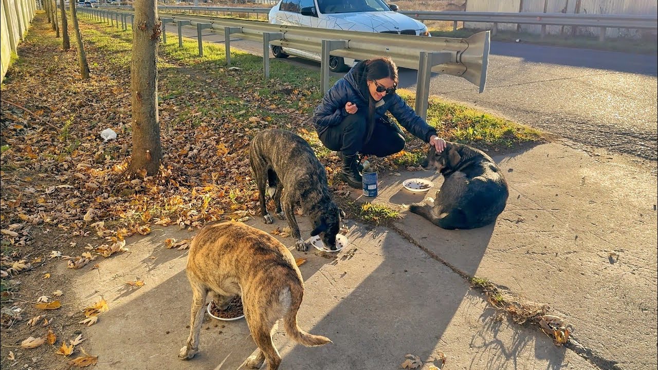 Lovely Stray Dogs are So Happy Finally to Get Help from this Woman ...
