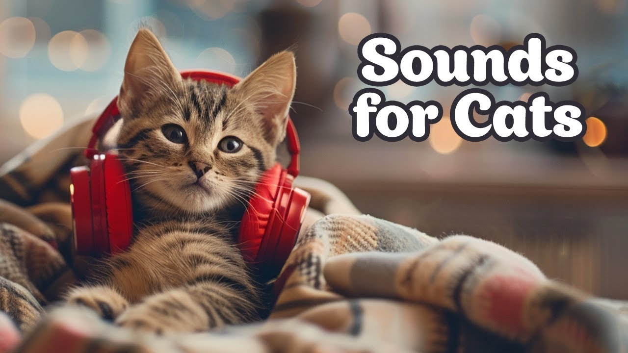 Cat vs Sound 🙀 Sounds Cats Adore and Despise - YouTube