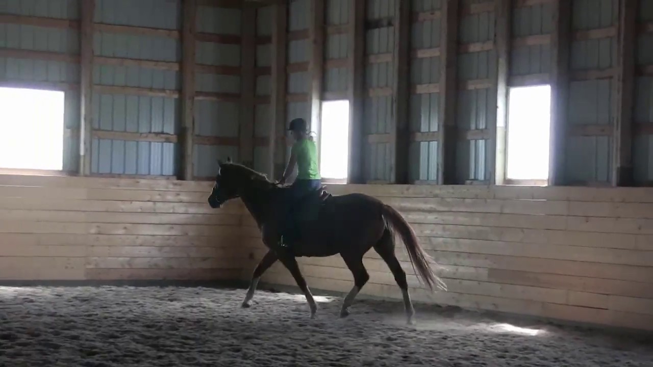 Bella Balou: 4 yr old ~ 4th Ride ~ Hunter/Dressage Prospect by Bon ...