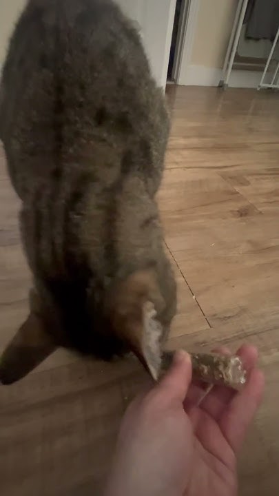Chi-Chi boy and the first time I gave him cat nip. #cute #cat #browncat #tabbycat #catnip - YouTube