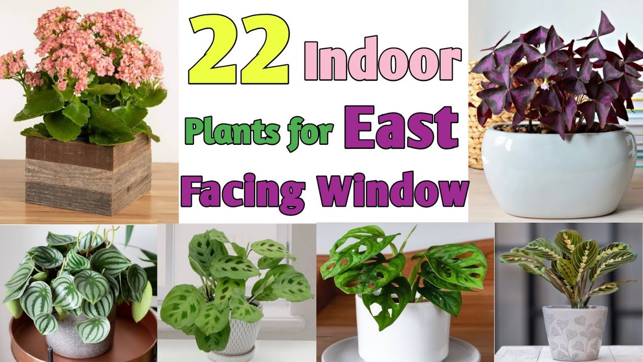 22 Indoor Plants For East Facing Windows Low Light East Facing Window
