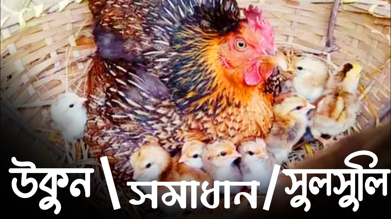 মুরগীর উকুন এবং সুলসুলি দূর করার কার্যকারী পদ্ধতি - YouTube