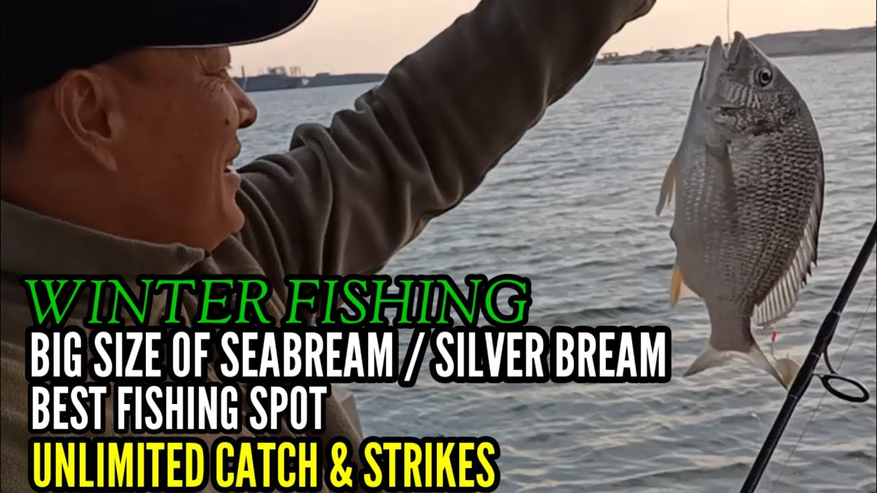 🇦🇪 WINTER FISHING / BIG SIZE OF SEABREAM / SILVER BREAM / BEST FISHING ...
