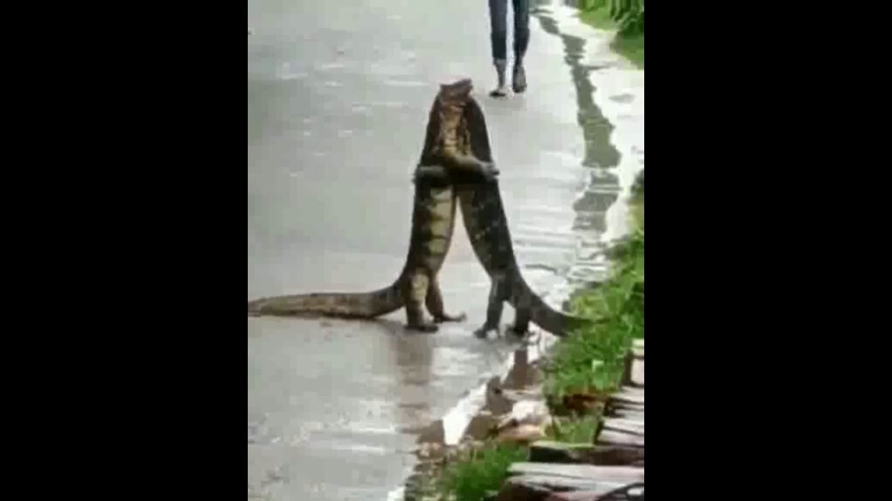 Lizard Besties Hugging After Lockdown | Monitor Lizards | Heal With ...