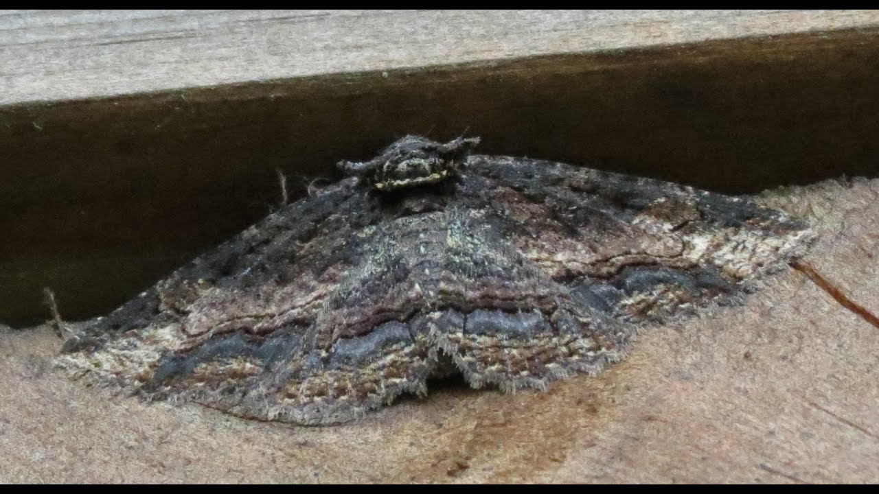 Amazing Insect Camouflage - Moth Seeks Out Dark Wood Knots To Hide On ...