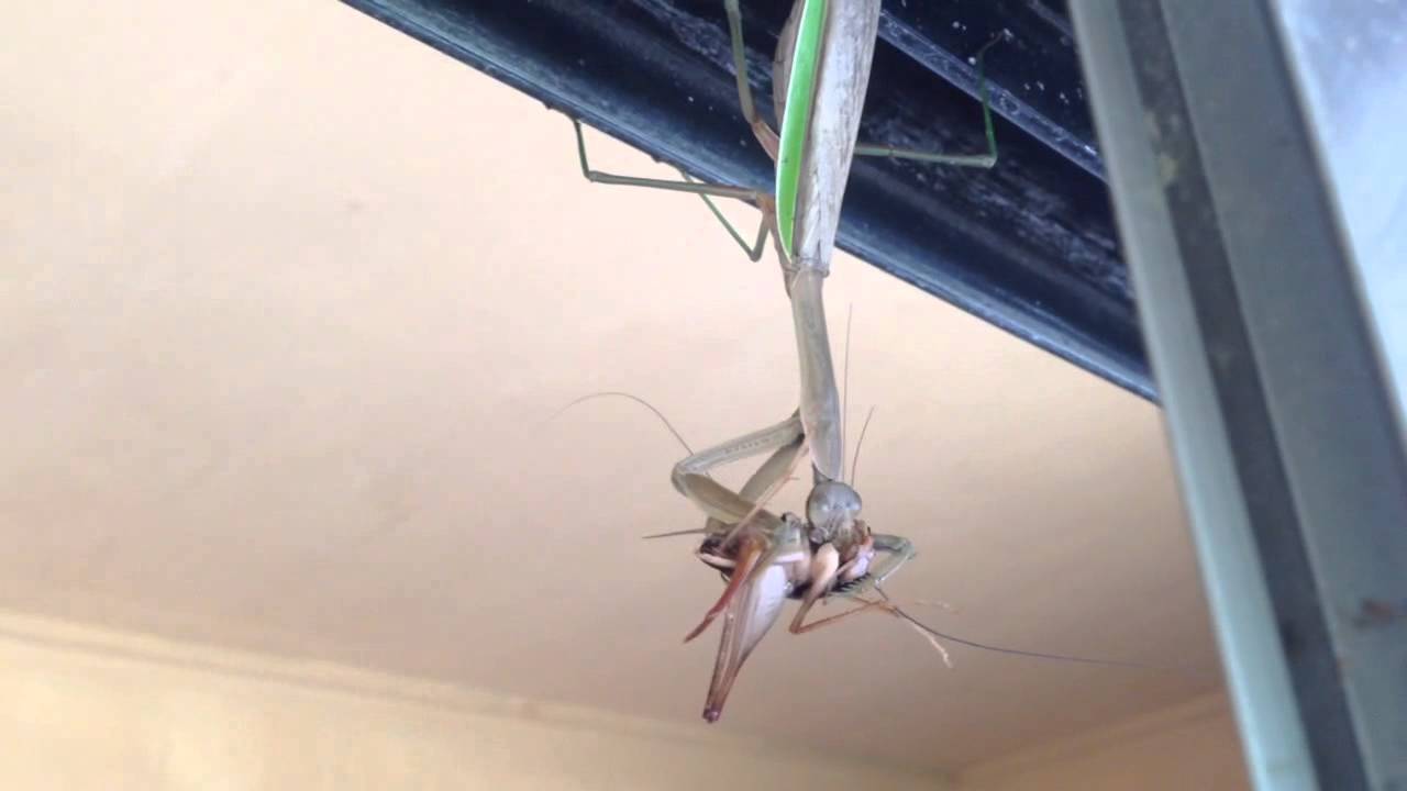 Mantis catch a cricket. 사마귀 귀뚜라미 사냥 후. - YouTube