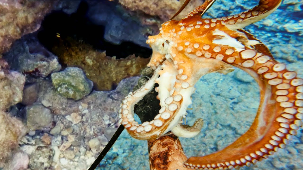 Pole Spear Hunting for BIG Octopus! - YouTube