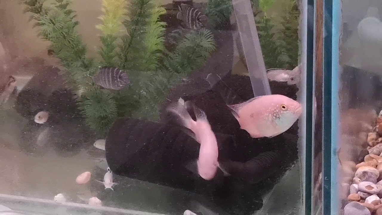 Gold Jack Dempsey cichlid. - YouTube