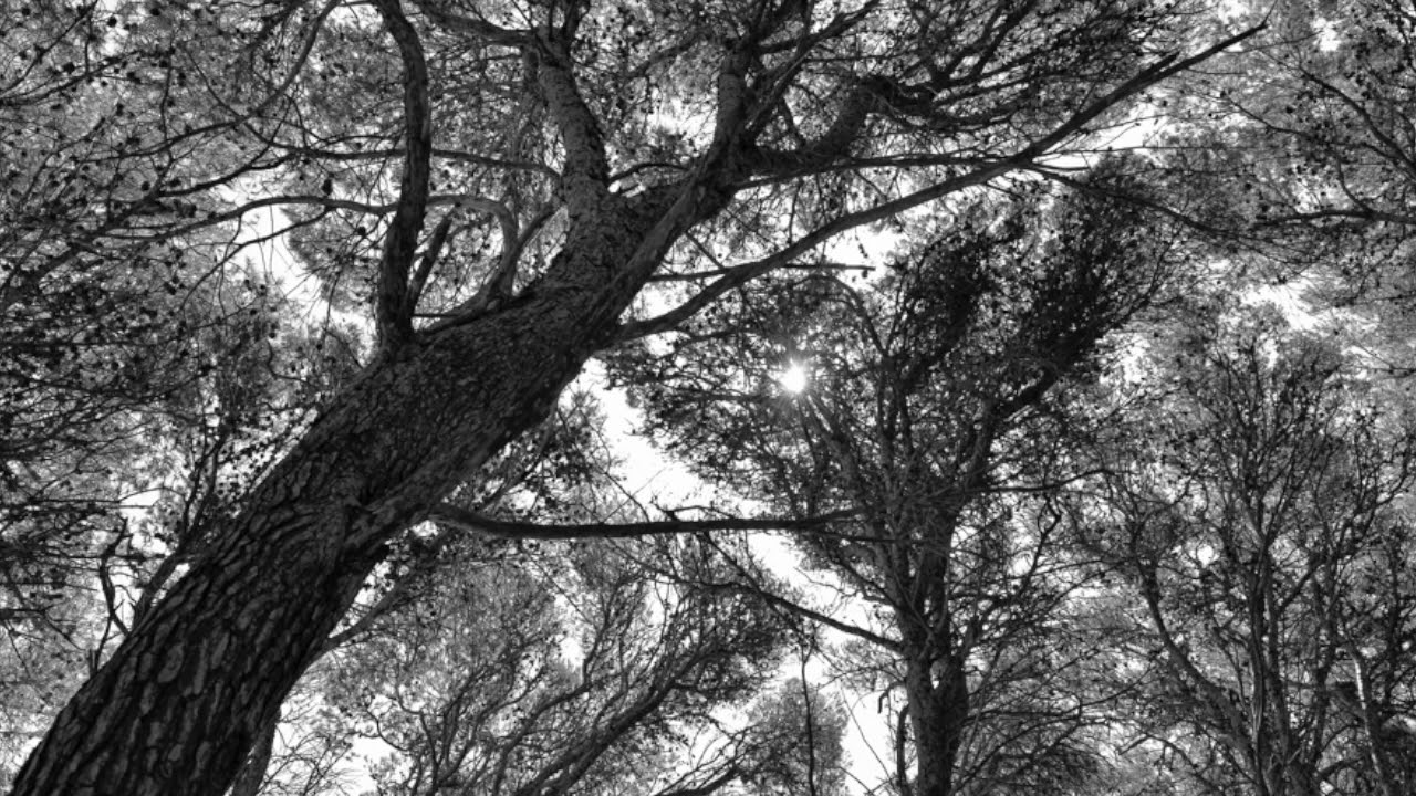Brilliant Trees - Mirko Giorgini + Matteo Guariso - YouTube