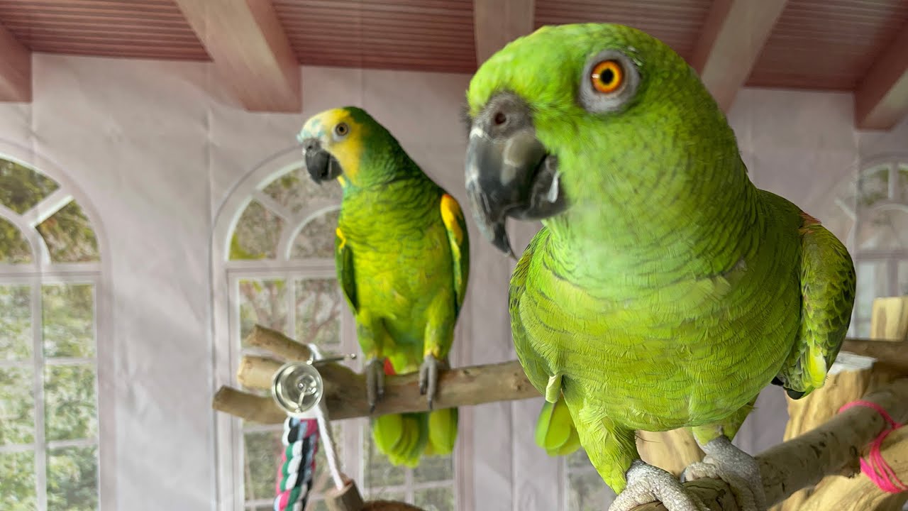 Loro desesperado por salir/loro tomando el sol/Vicky/nomás cuarentena ...