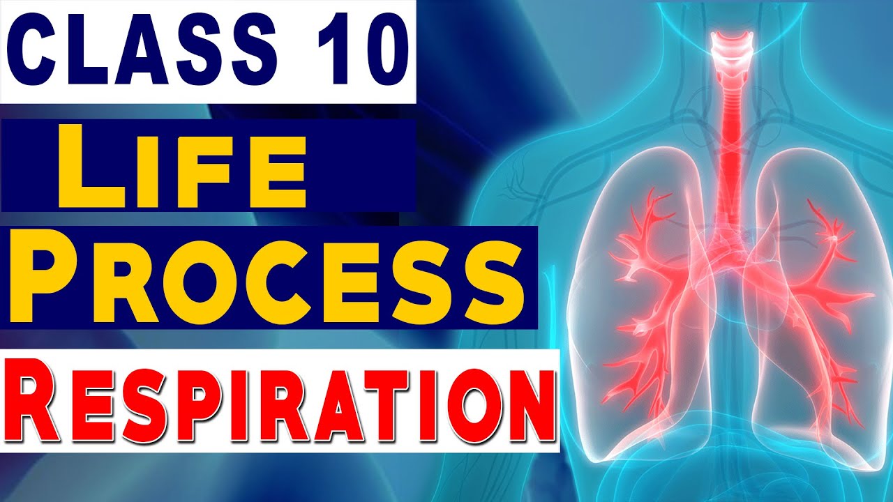 Life Processes CBSE Class 10 | Respiration | Biology | Part-3 - YouTube