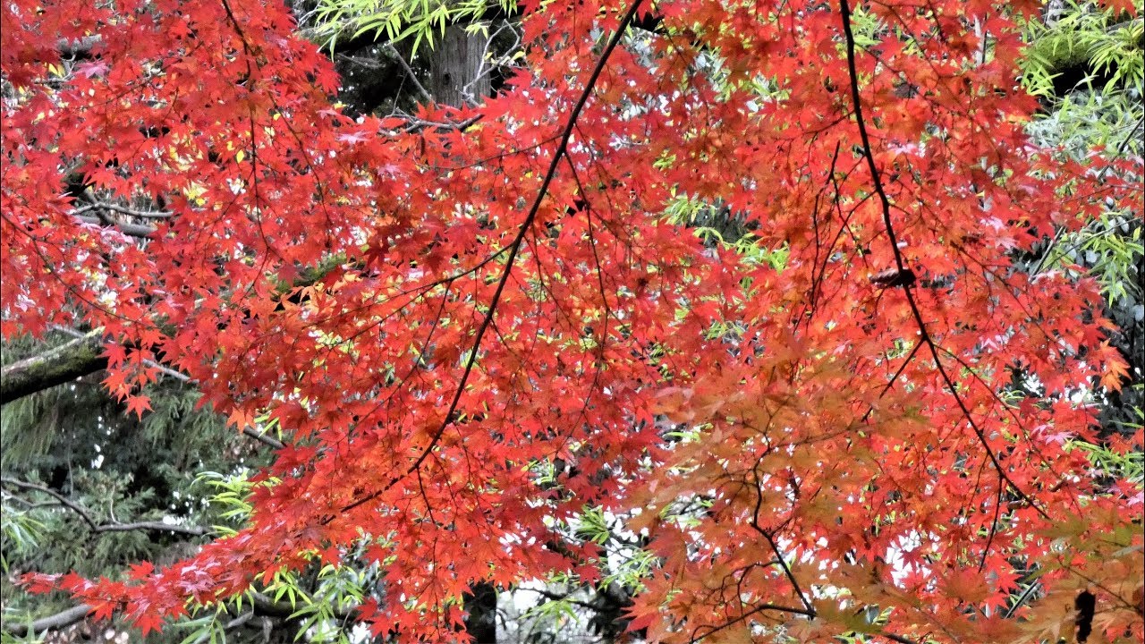 Kitain Temple in Autumn - YouTube