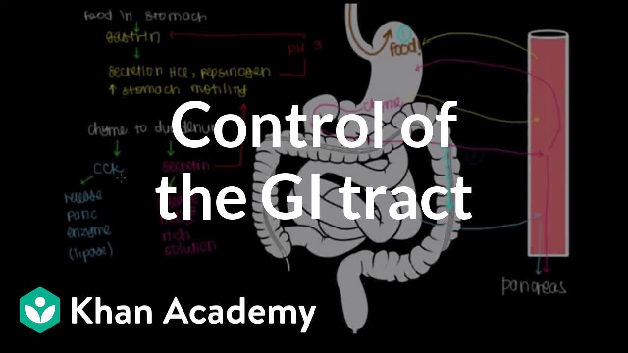 Control of the GI tract | Gastrointestinal system physiology | NCLEX-RN ...