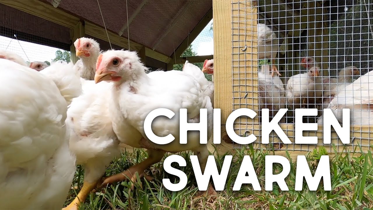 Chicken Swarm - YouTube