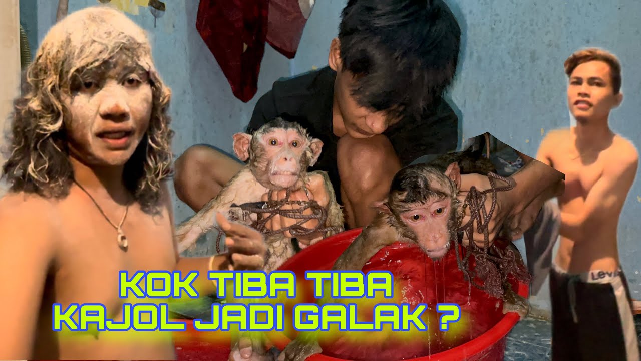 MONKEY KAJOL SUPER DUPER GALAK DI MANDIIN - YouTube