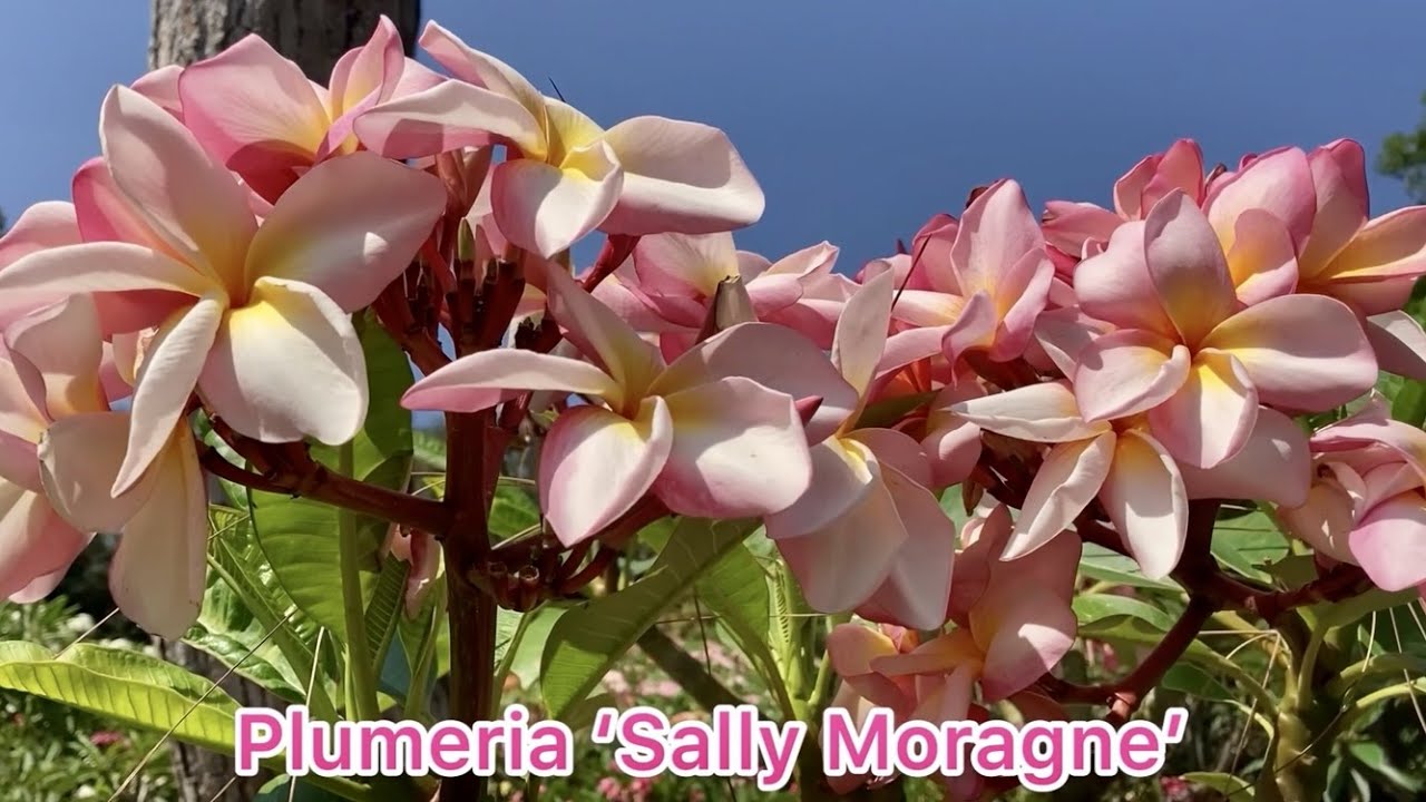 🔴Plumeria 'Sally Moragne' ~ Frangipani **Please Visit channel to watch ...