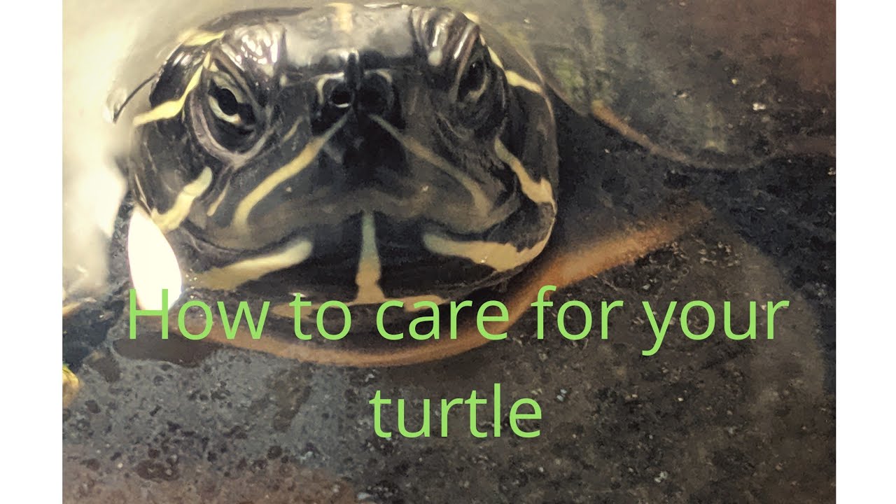 How To Take Care Of Your TURTLE!!!!!!!🐢🐢🐢🐢 - YouTube