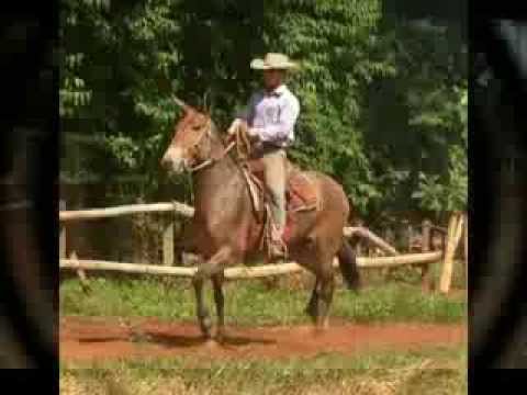 Rancho das Mulas - Leilão de Ipora 2014 - YouTube
