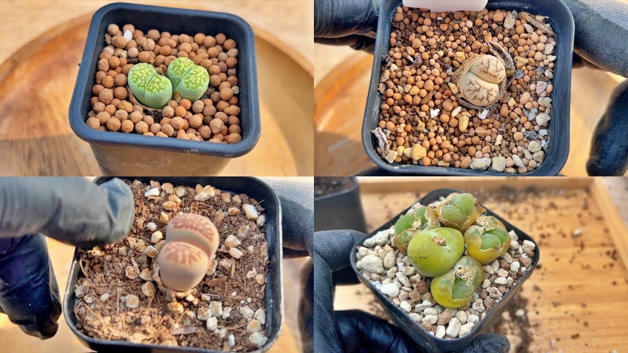SUB) All about the soil of lithops and conophytums l How to make ...