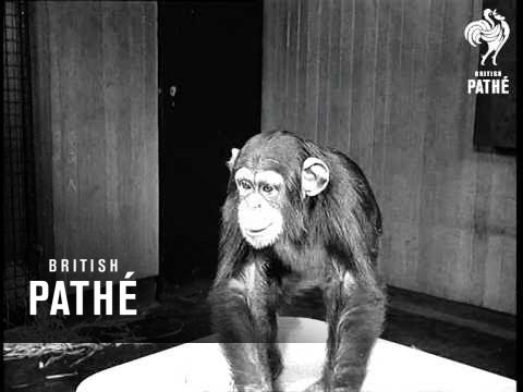 How Brainy Are Chimps? Aka Chimp's Intelligence Test (1962) - YouTube