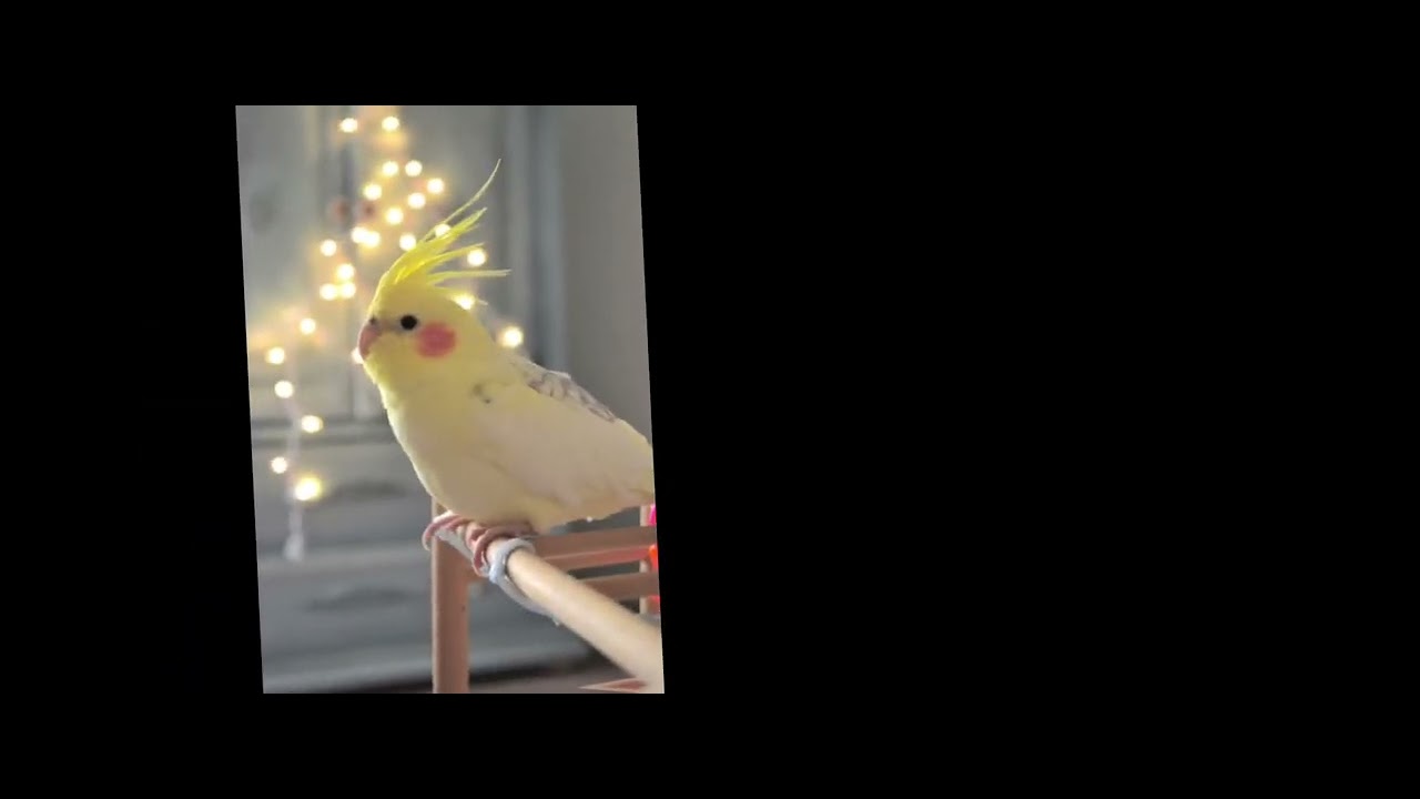 Facts about that one bird: - YouTube