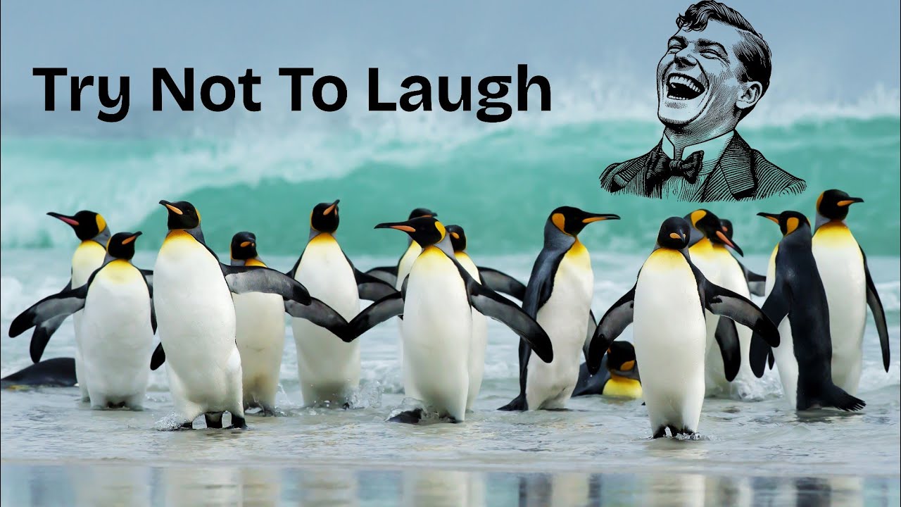 Cute & Funny Penguins Compilation | Best Penguin Comedy Ever - YouTube