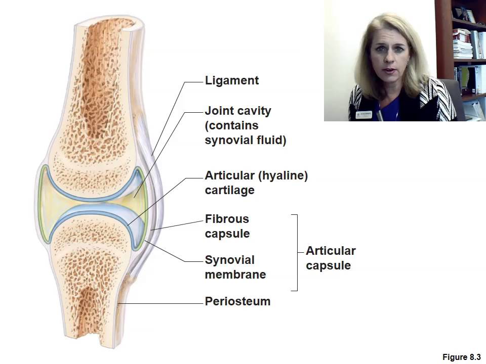 Arthrology - YouTube
