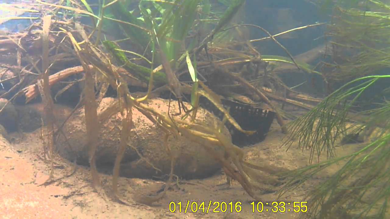 Water Stick Insect Garden Pond - YouTube