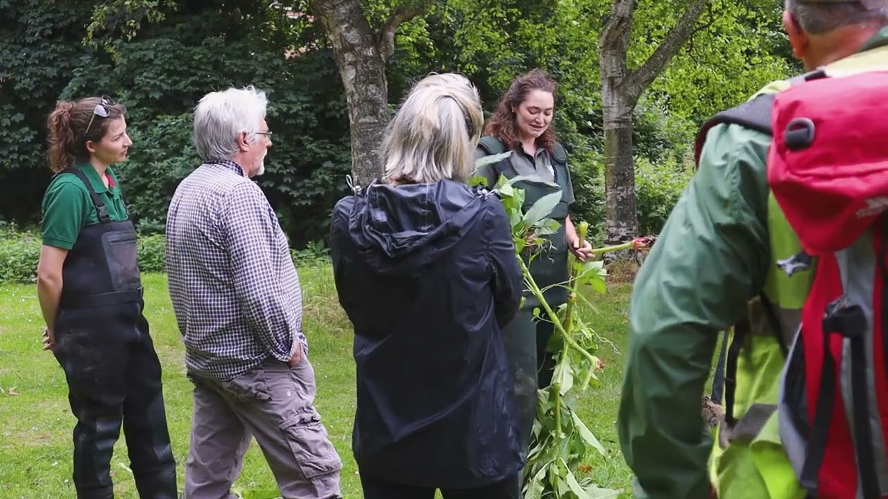 Himalayan balsam bashing with volunteers - YouTube