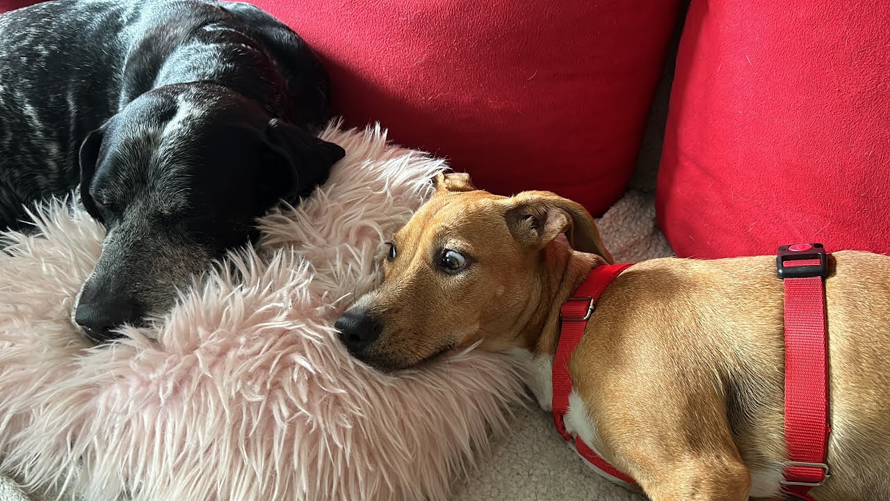 Pewy macht in die Wohnung - YouTube