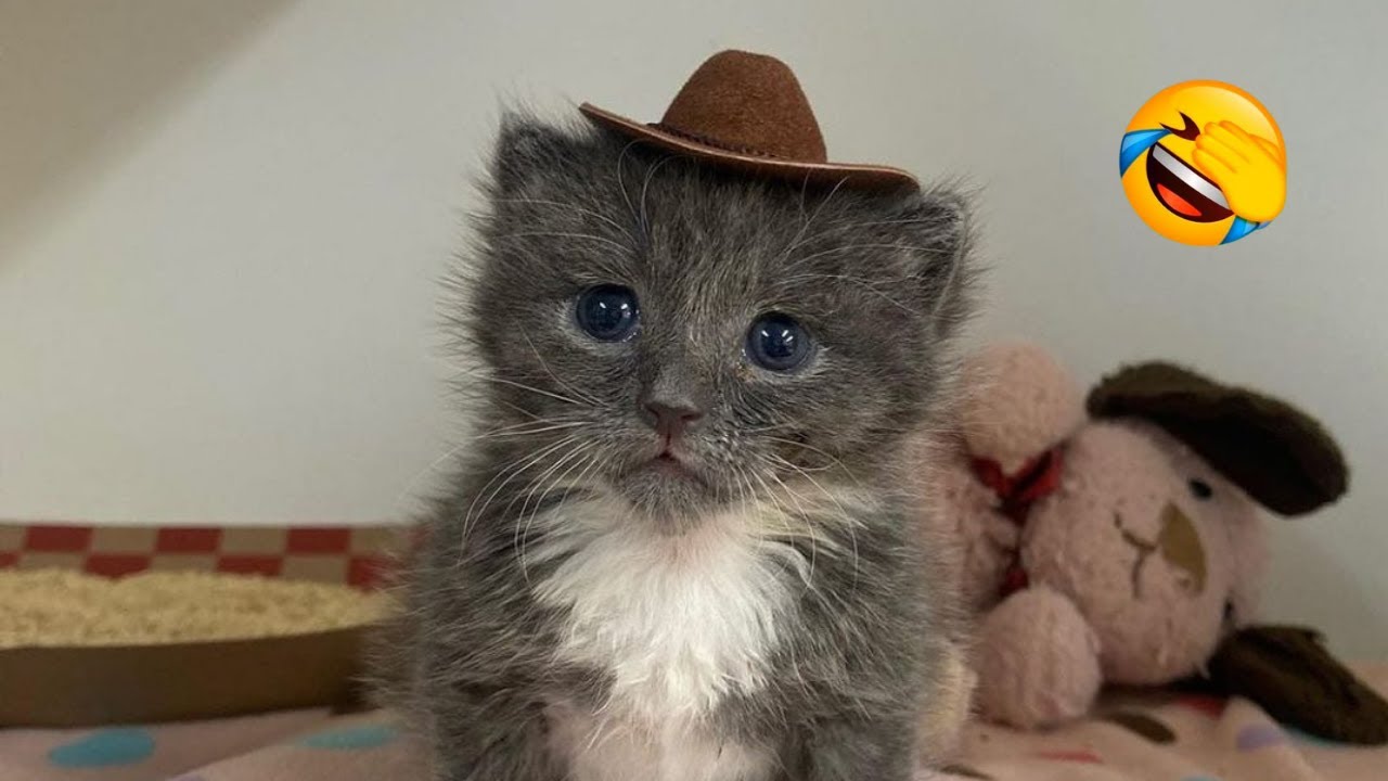 Cuteness Explosion: The Funniest Cat Videos of 2024 Will Melt Your ...