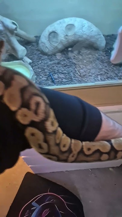 Stepping into the world of ball pythons! This girl is a female yellow ...