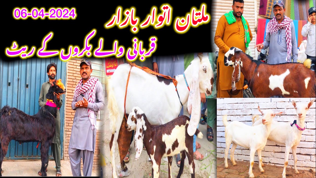 Multan Sunday Goat Market | Bakra Mandi | Update & rates | Low prices ...