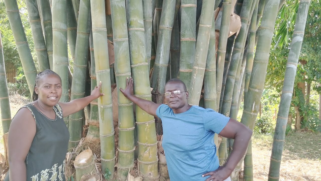 WOW!! BAMBOO! THE SYMBOL OF STRENGTH & FLEXIBILITY!! @iammarwa ...