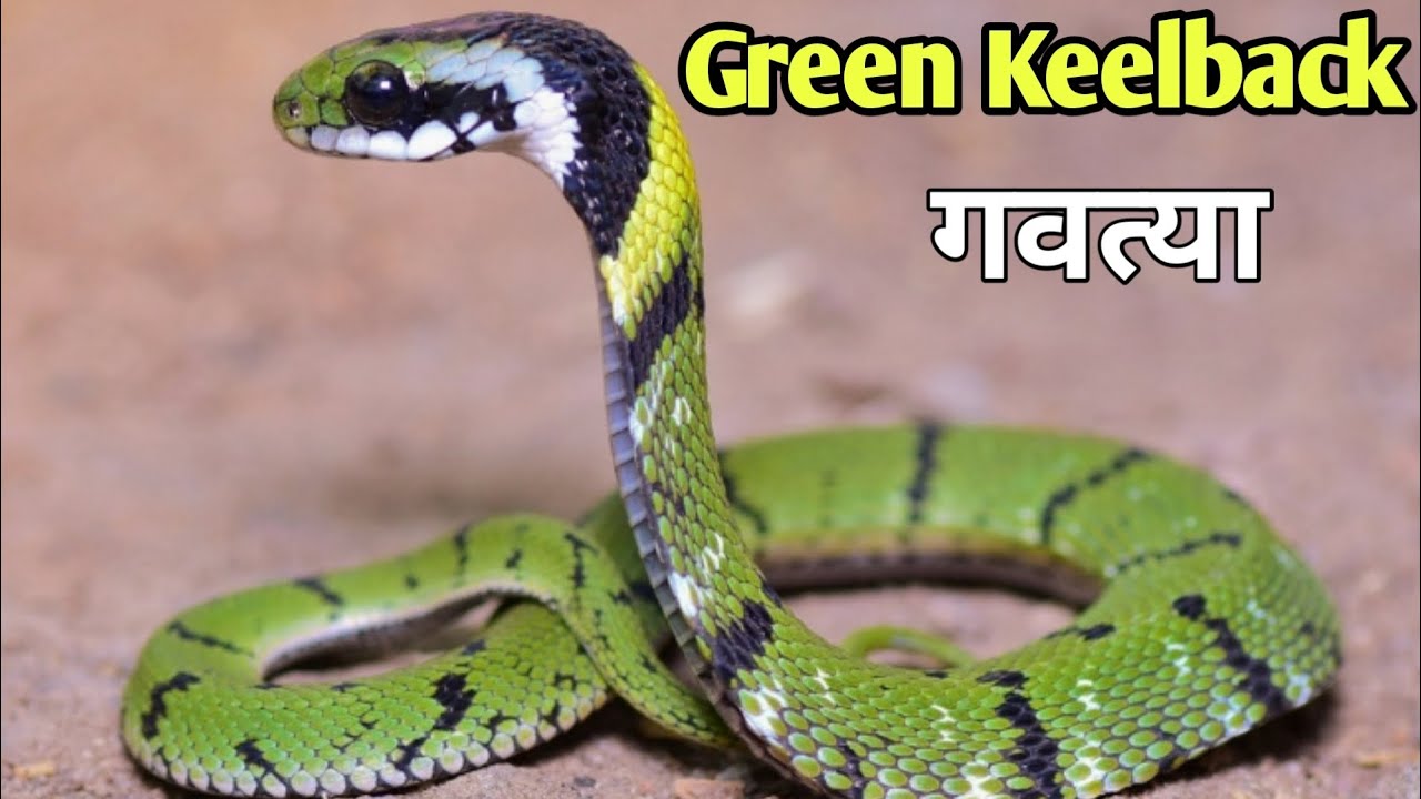Green keelback snake documentary| Grass snake Poisonous snake #snakes # ...