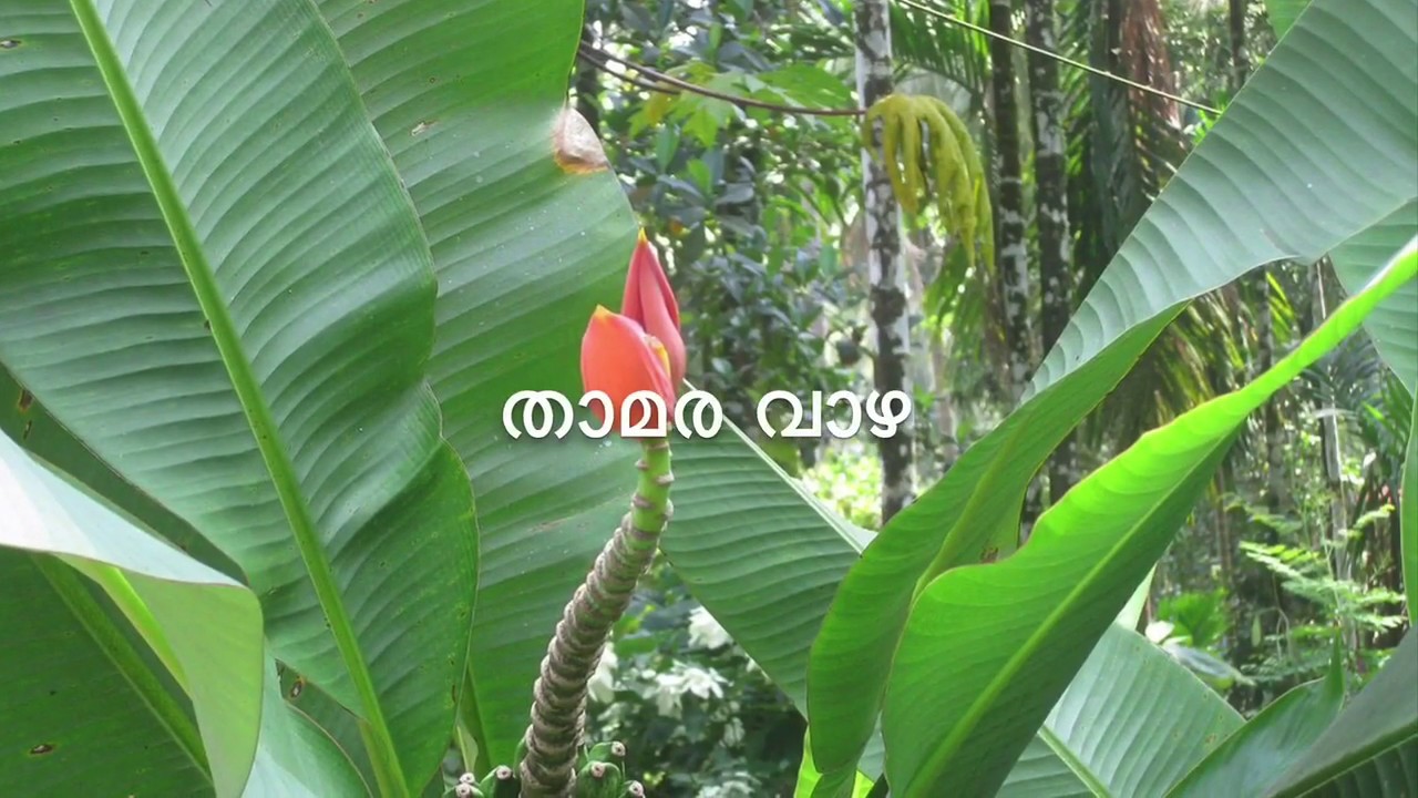 project on Vazha ( Banana Plant) for primary and middle school students ...