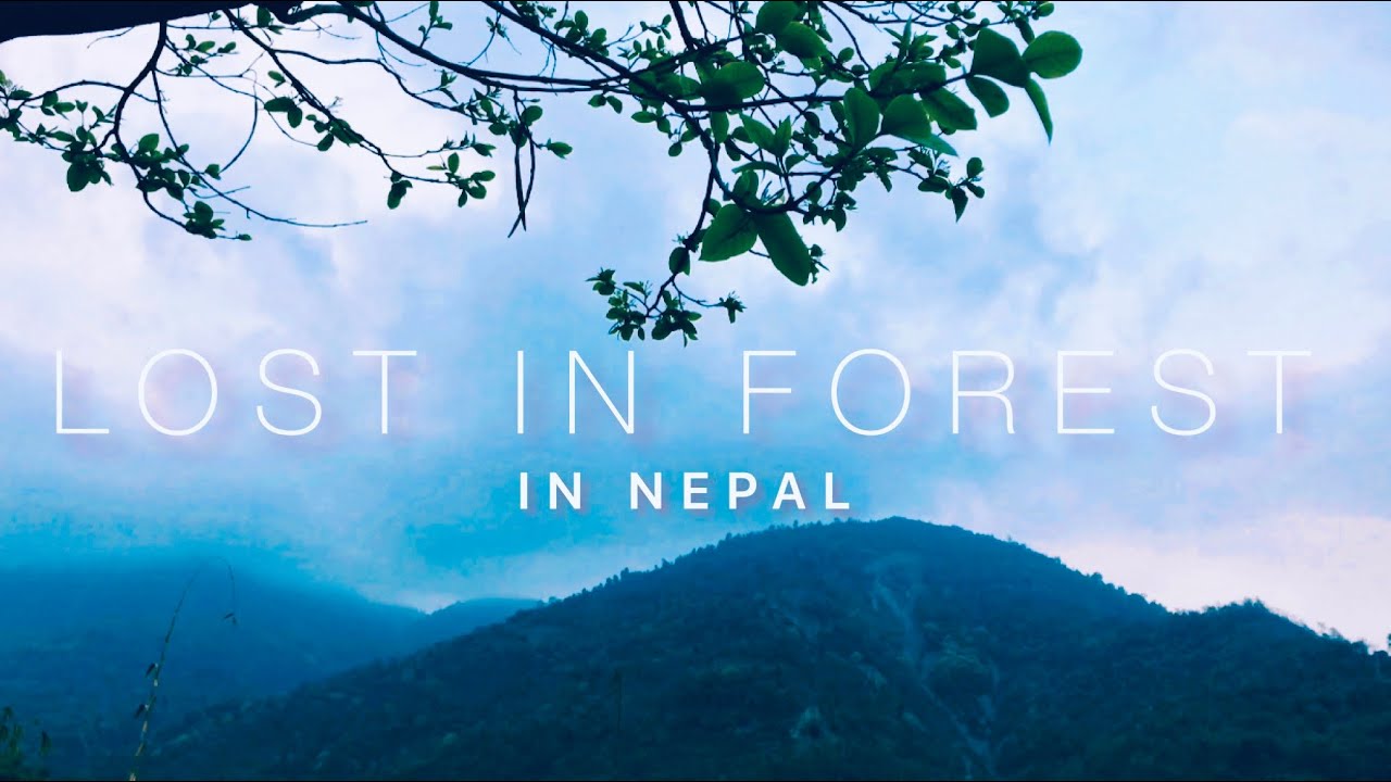 Lost in Forest 1 minute 20 seconds | forest cinematic video | short ...