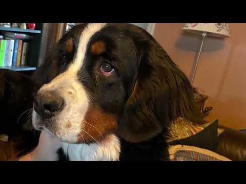Introducing Ariel the Bernese Mountain Dog and Her Friends