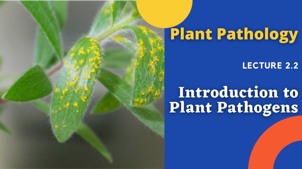 Introduction To Plant Pathogens Plant Pathology Lecture 2 2 By