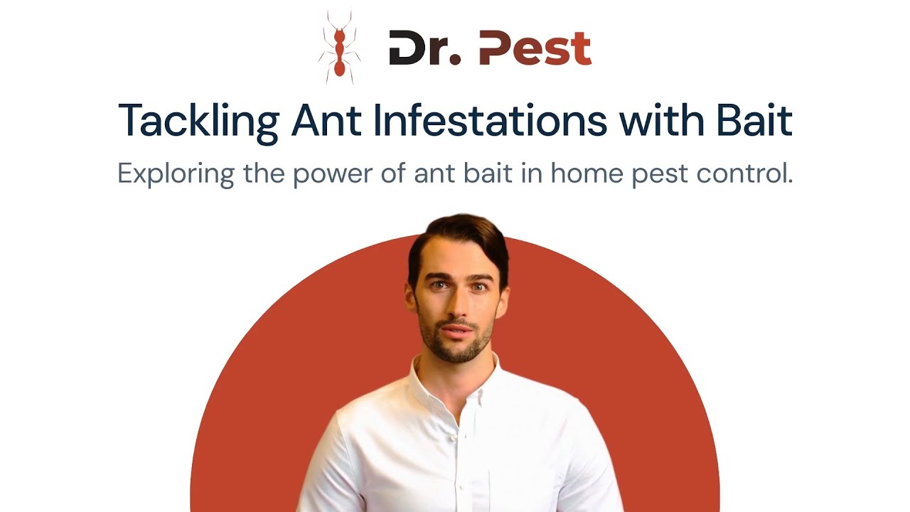 Tackling Ant Infestations with Bait 🐜 Dr. Pest - YouTube