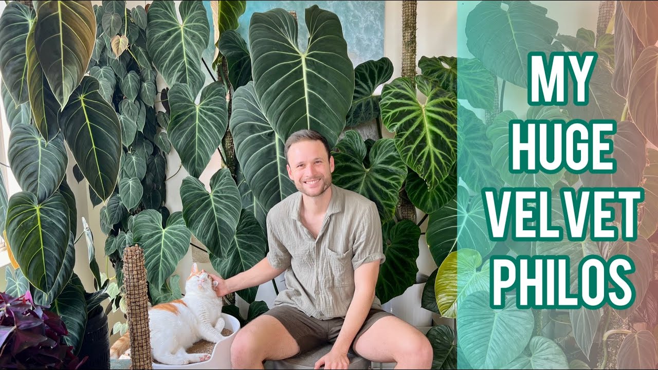 MY MOST BEAUTIFUL PHILODENDRONS - full velvet philo plant collection ...