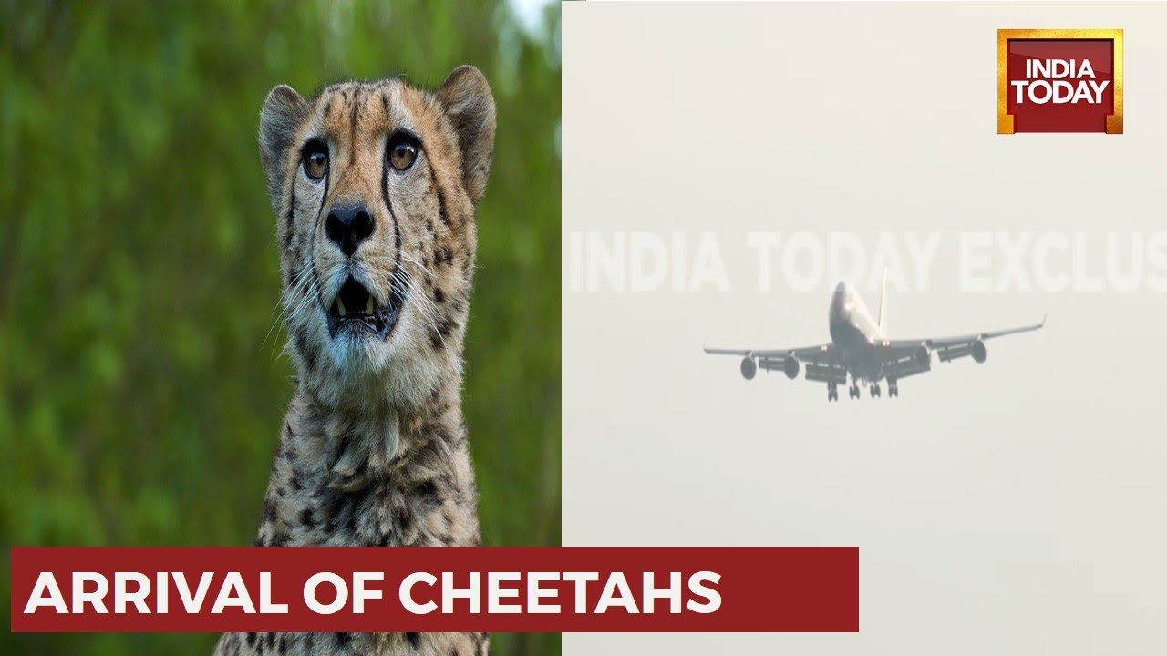 Special Flight, Carrying 8 Cheetahs From Namibia, Lands At The Indian ...