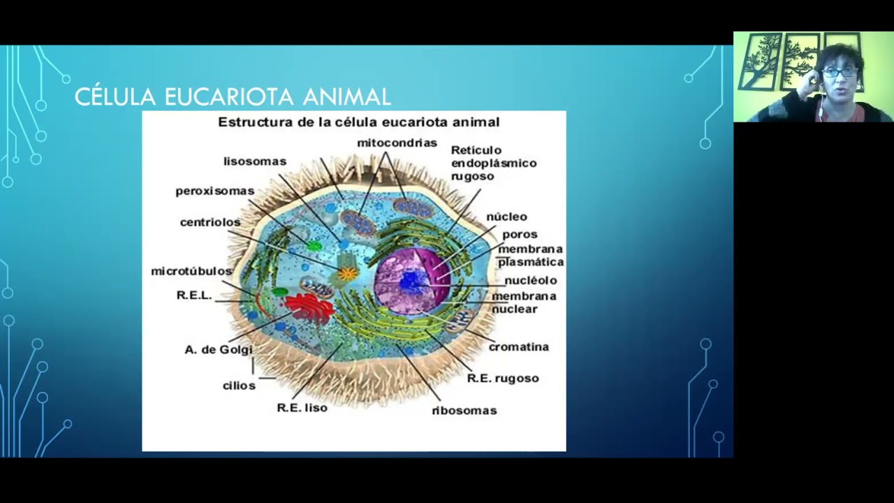 Fisiología Humana: Membrana plasmática - YouTube
